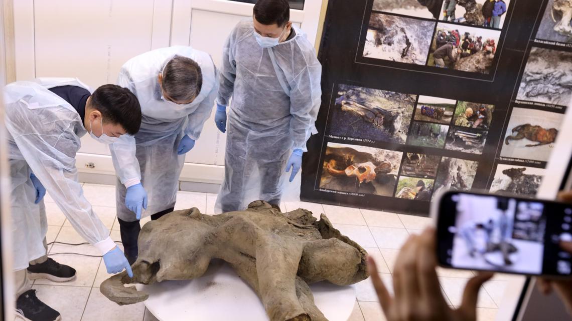 Baby mammoth preserved for 50,000 years unveiled in Siberia | wthr.com