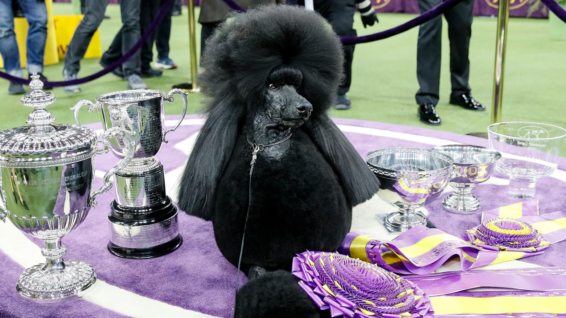 Westminster Kennel Club dog show: When is it? How many dogs compete ...