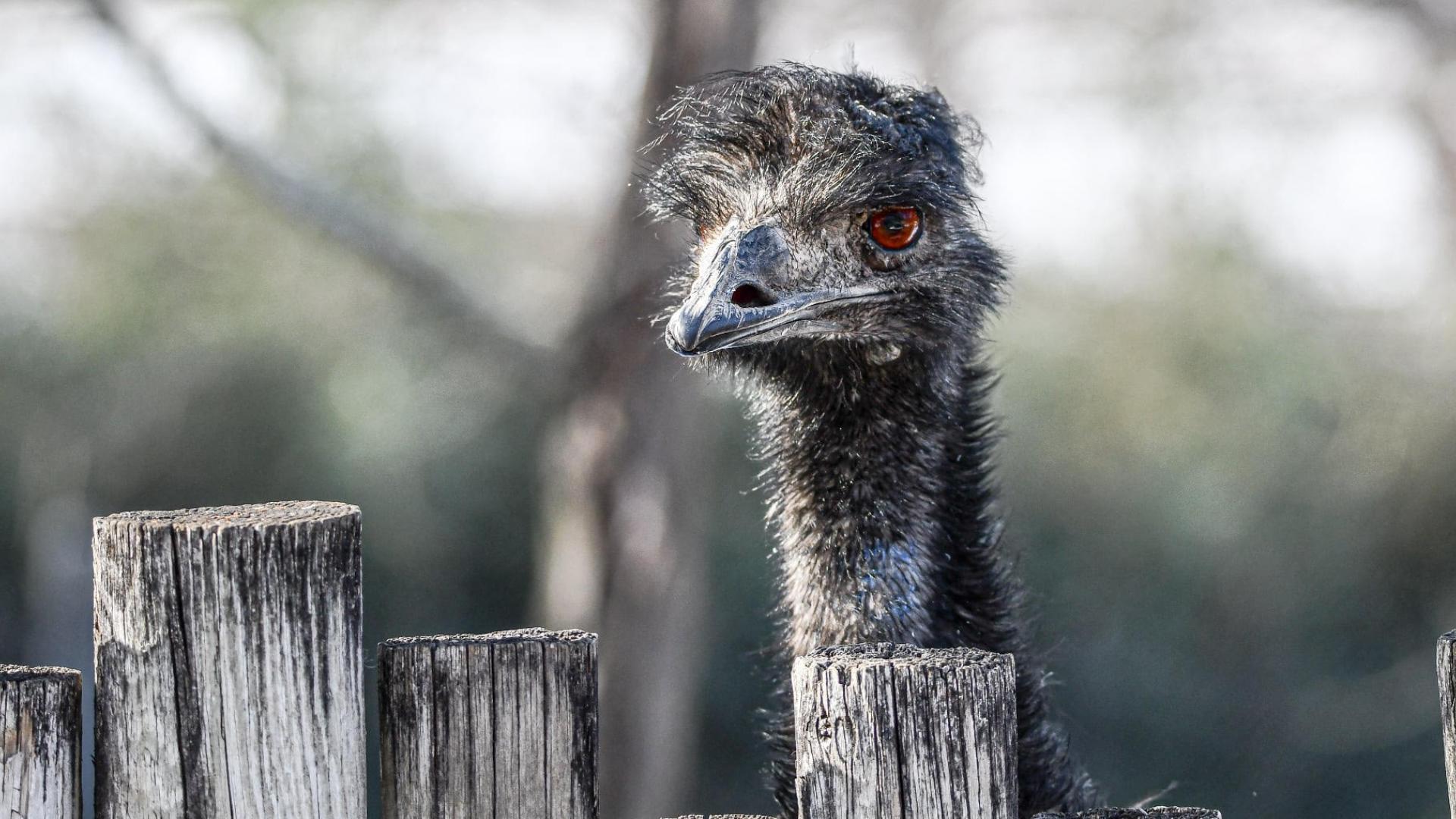 Hailstorm kills 21-year-old emu, injures another animal at Missouri zoo ...