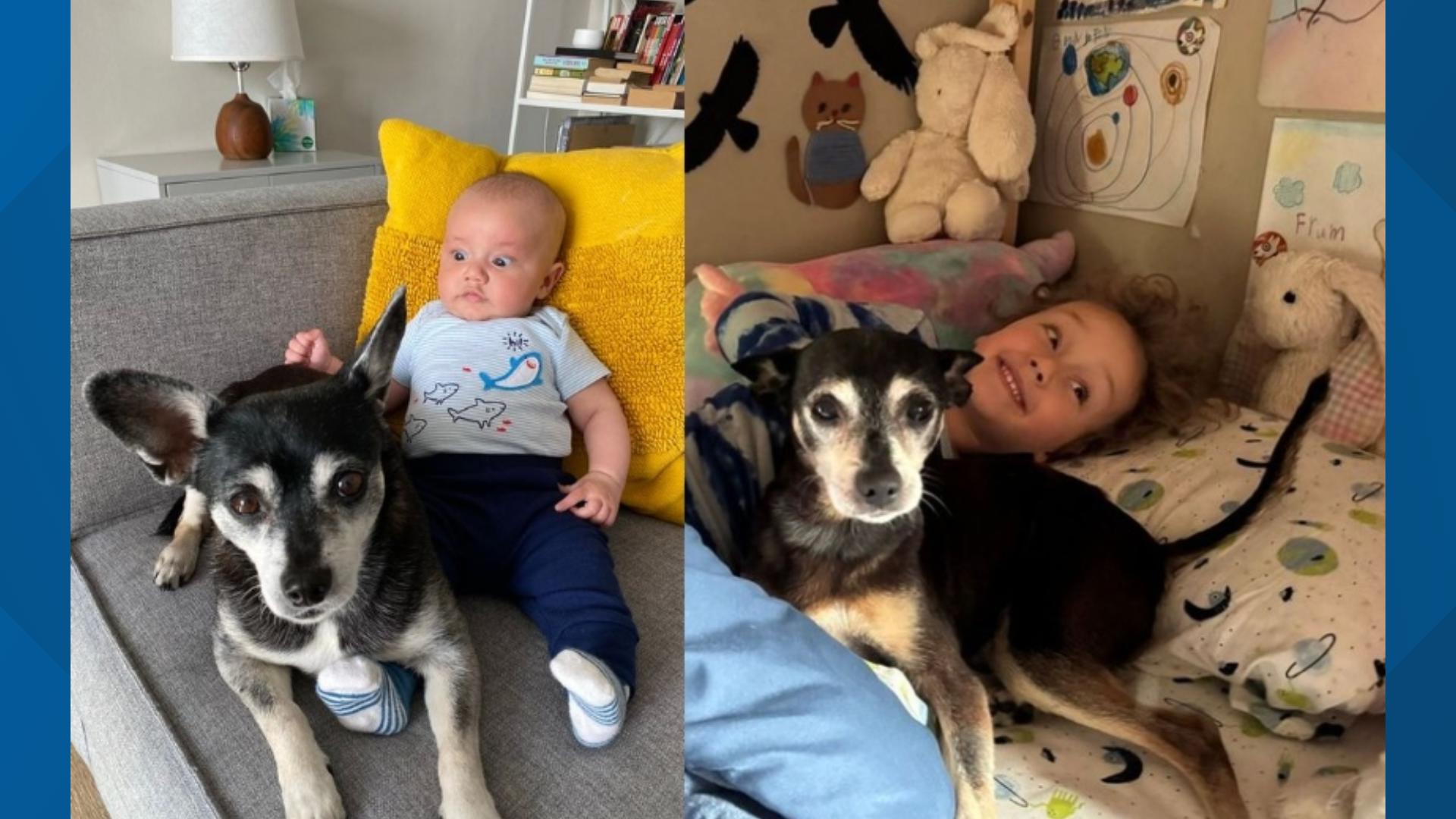 California family adopts dog identical to their late Rufus | 10tv.com