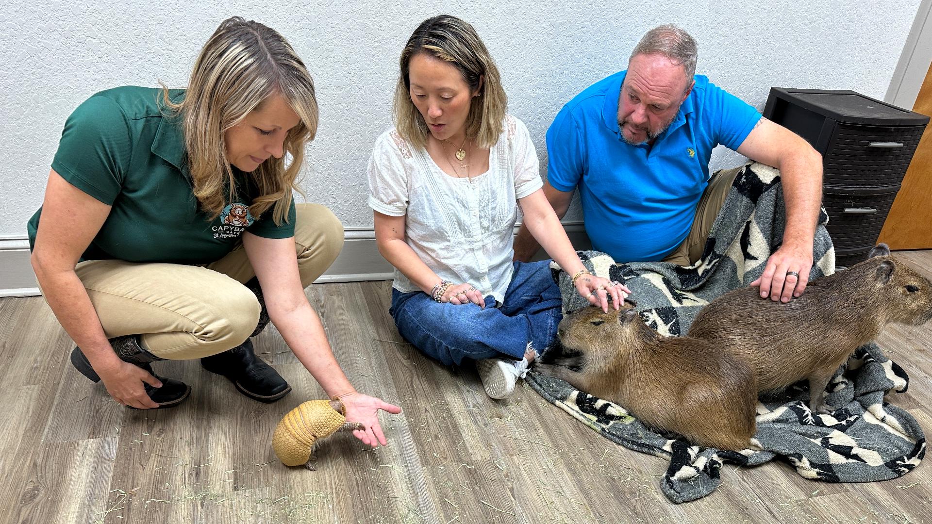 Capybara Cafe in Florida gives visitors a chance to cuddle with furry ...
