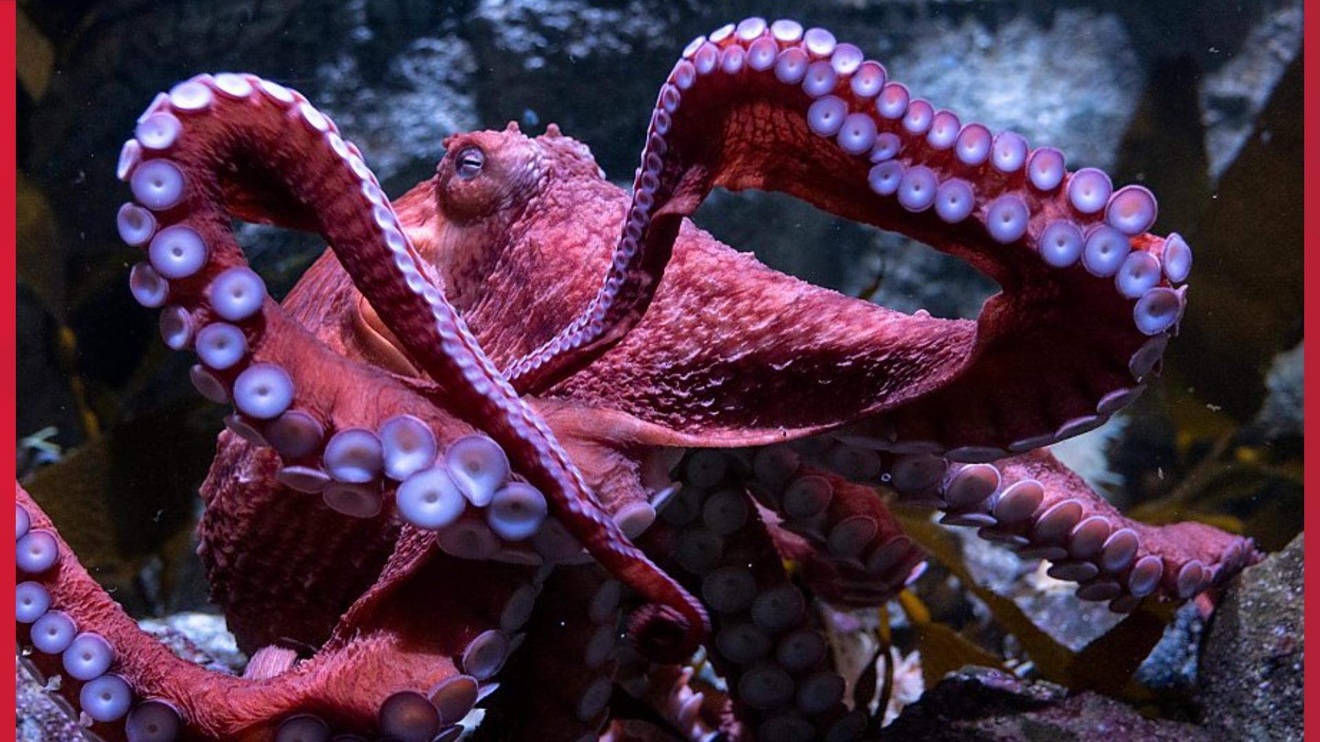 Ghost, beloved giant octopus, dies caring for her young at California ...