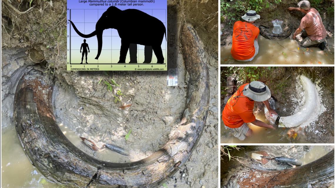 Scientists find elephant tusk fossil from ice age in Mississippi | wthr.com