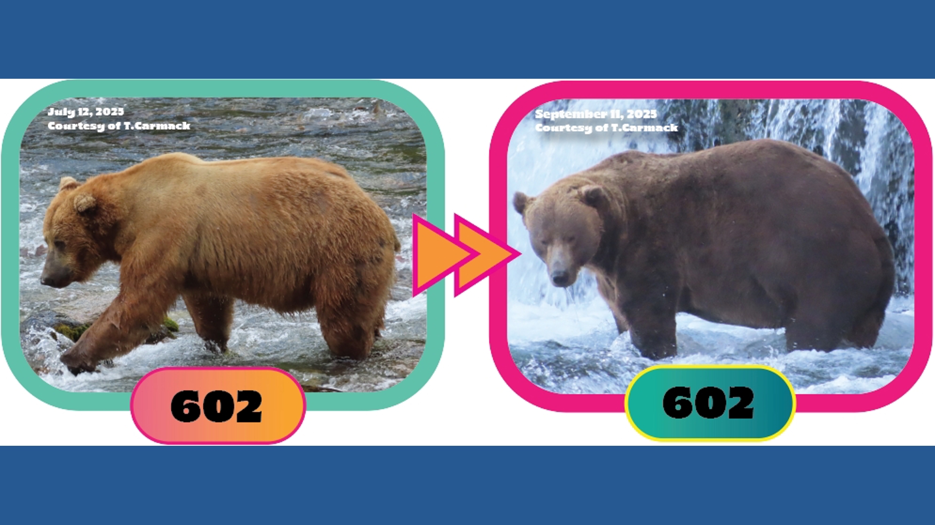 Fat Bear Week 2025: Meet the competitors | fox43.com