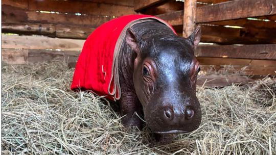Bumpy the orphaned hippo can't get enough of his caretakers and follows ...
