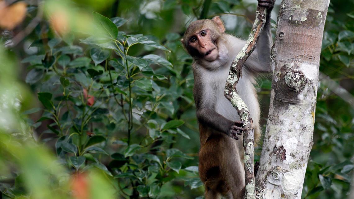 43 monkeys remain on the run from South Carolina lab | 10tv.com
