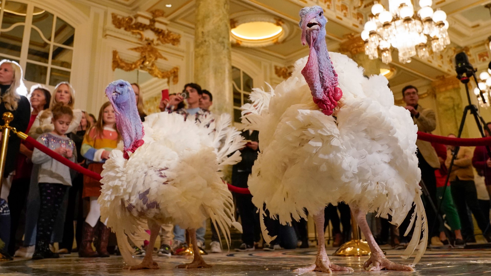 White House turkey pardon 2023: Liberty, Bell ready for pardons | wnep.com