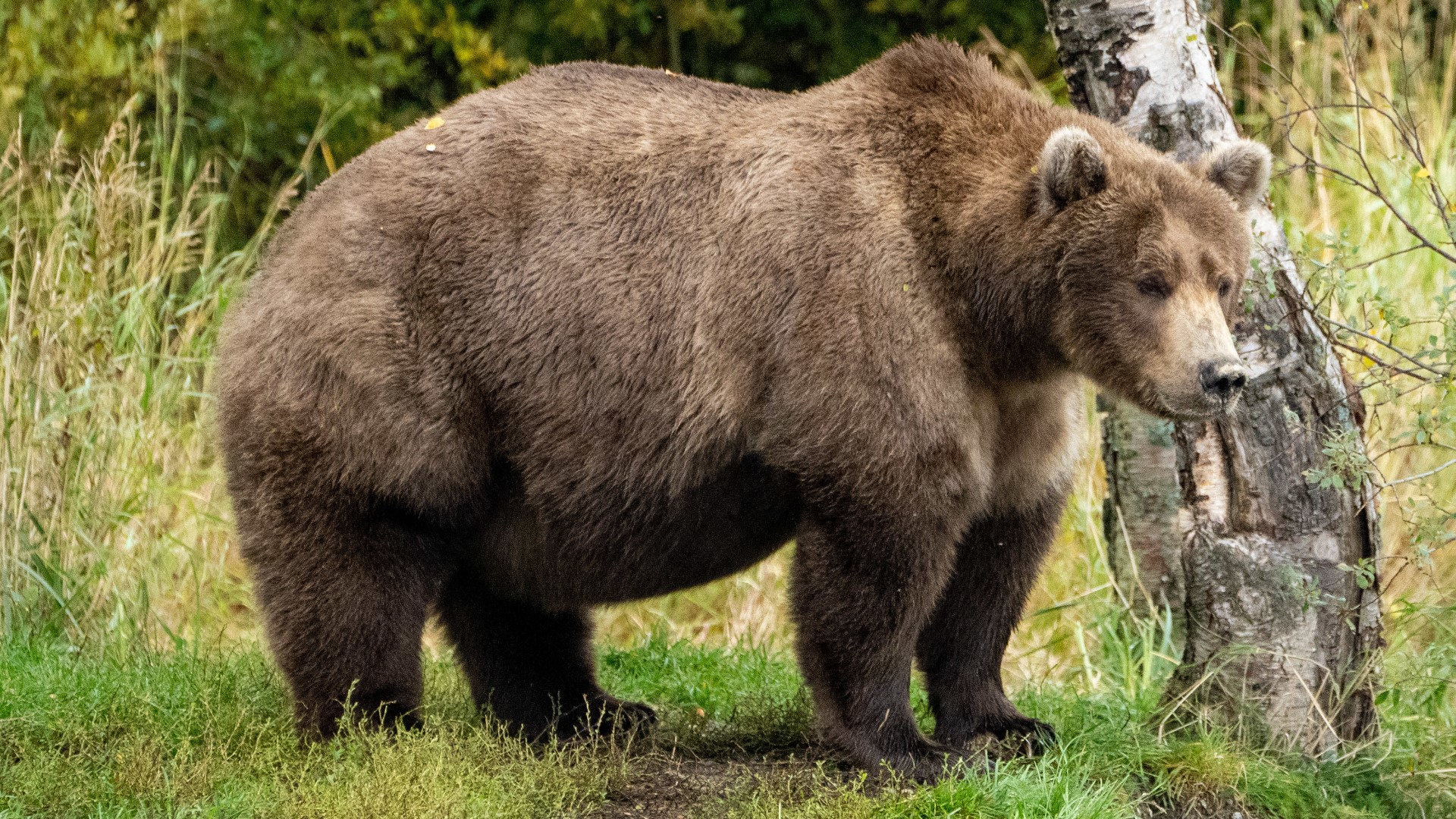 Will the shutdown affect Alaska's Fat Bear Week? | wnep.com