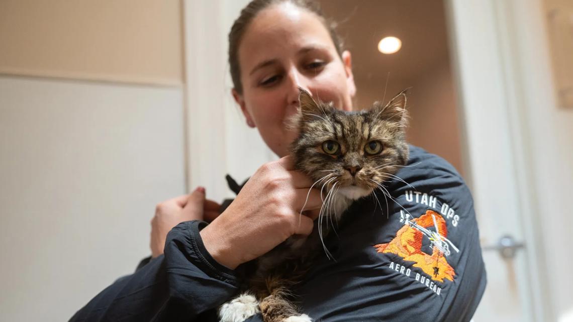 Tabby cat who survived 380-foot fall in Utah finds new home | wqad.com
