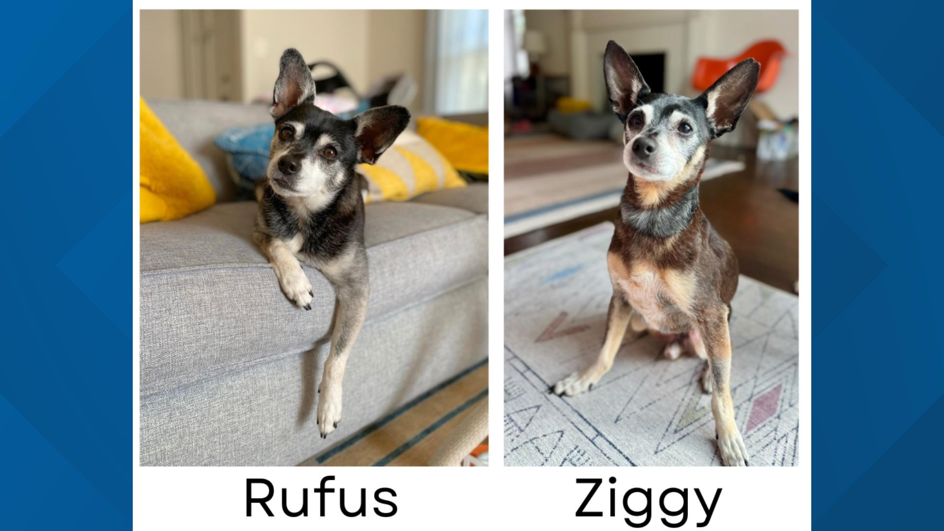 California family adopts dog identical to their late Rufus ...