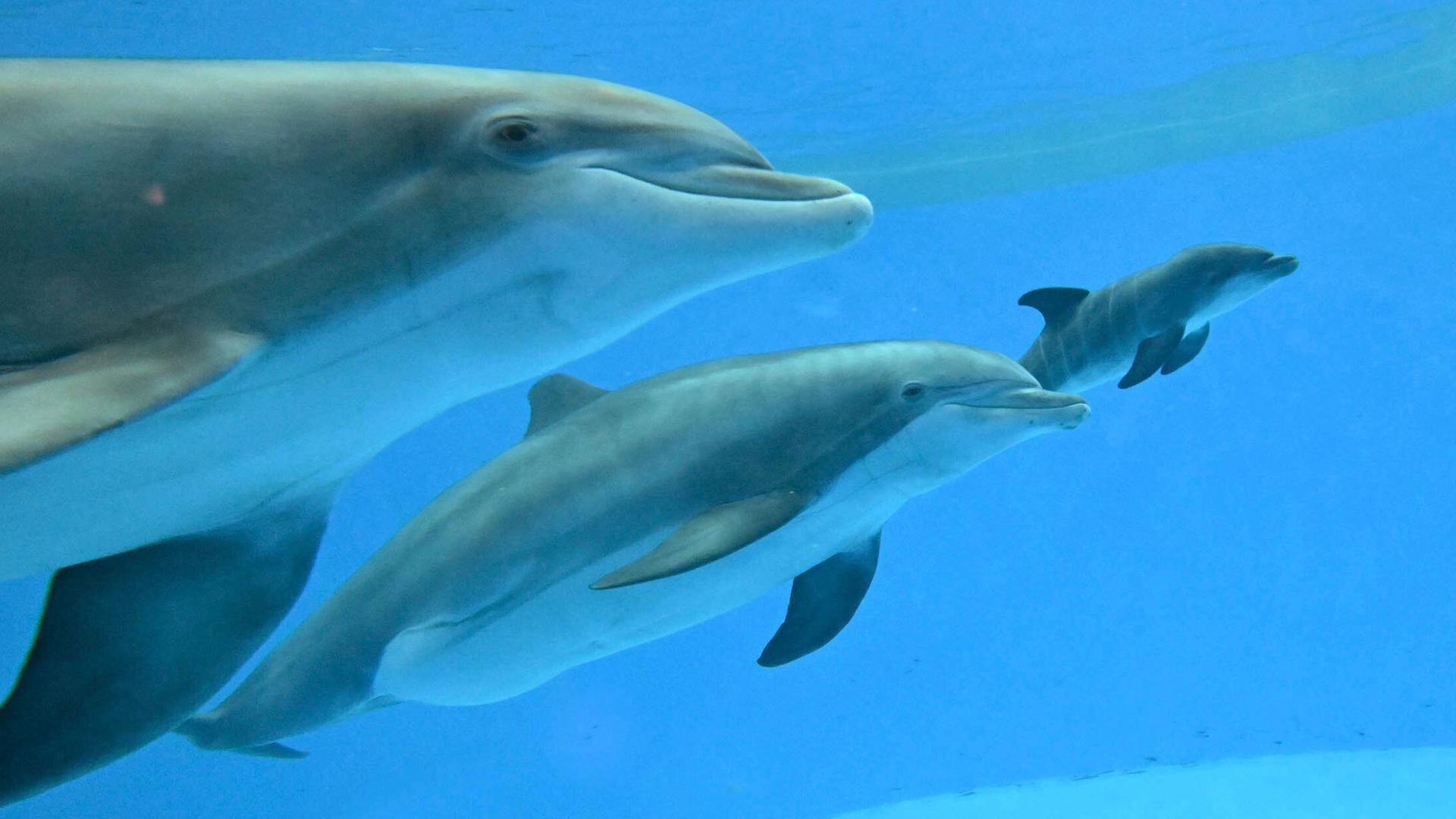 Chicago dolphin calf born with help of fellow mom at zoo | wqad.com