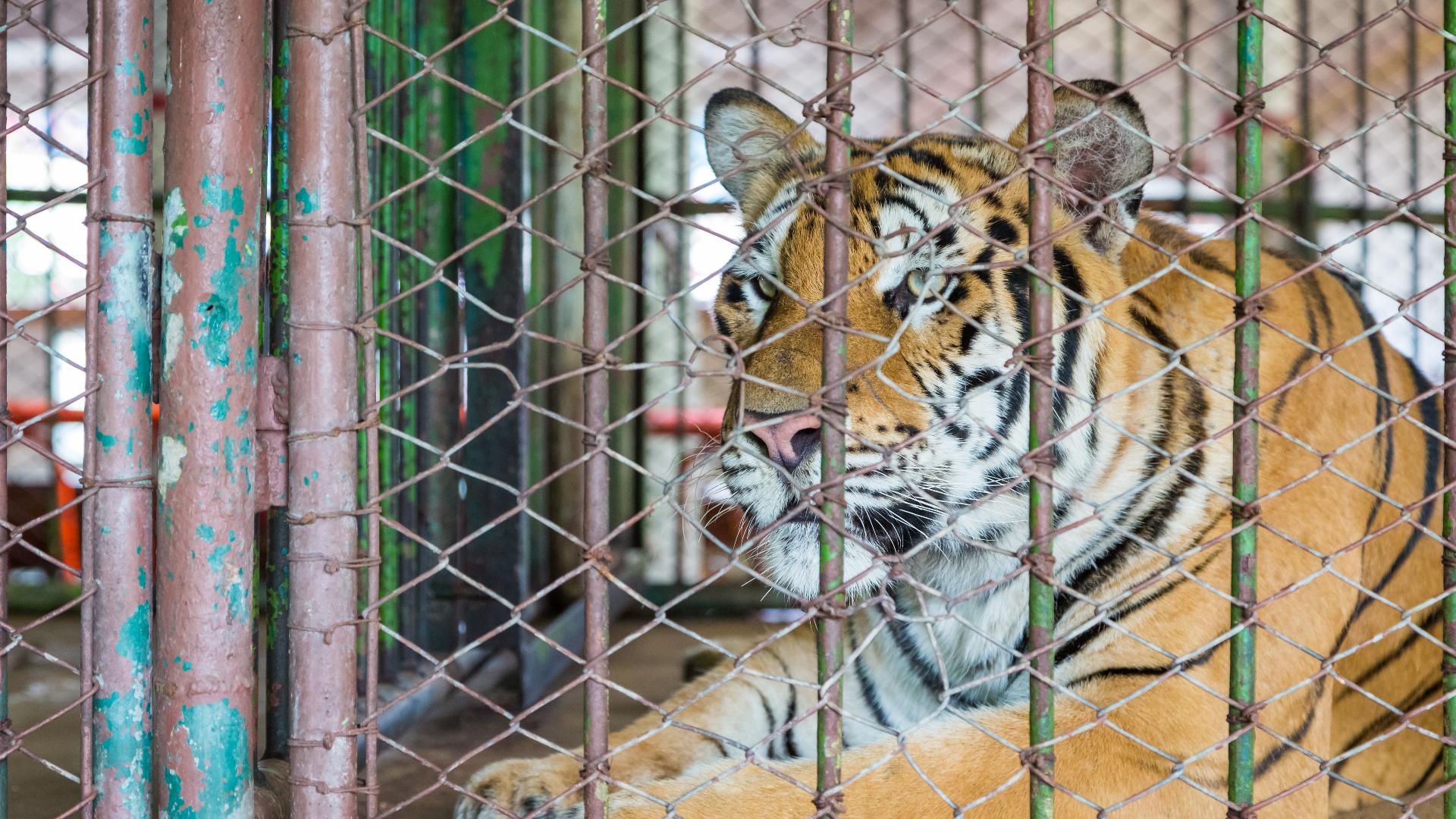 Tiger fatally attacks handler at Oklahoma preserve | 10tv.com