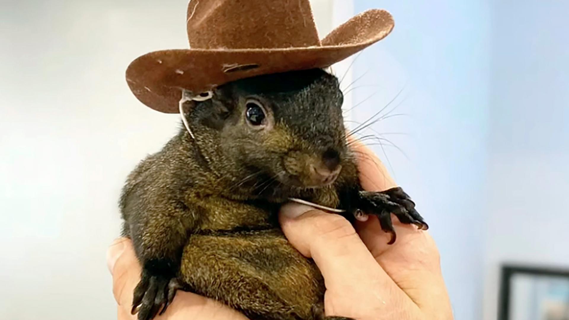 Viral pet squirrel Peanut tests negative for rabies after death | fox43.com