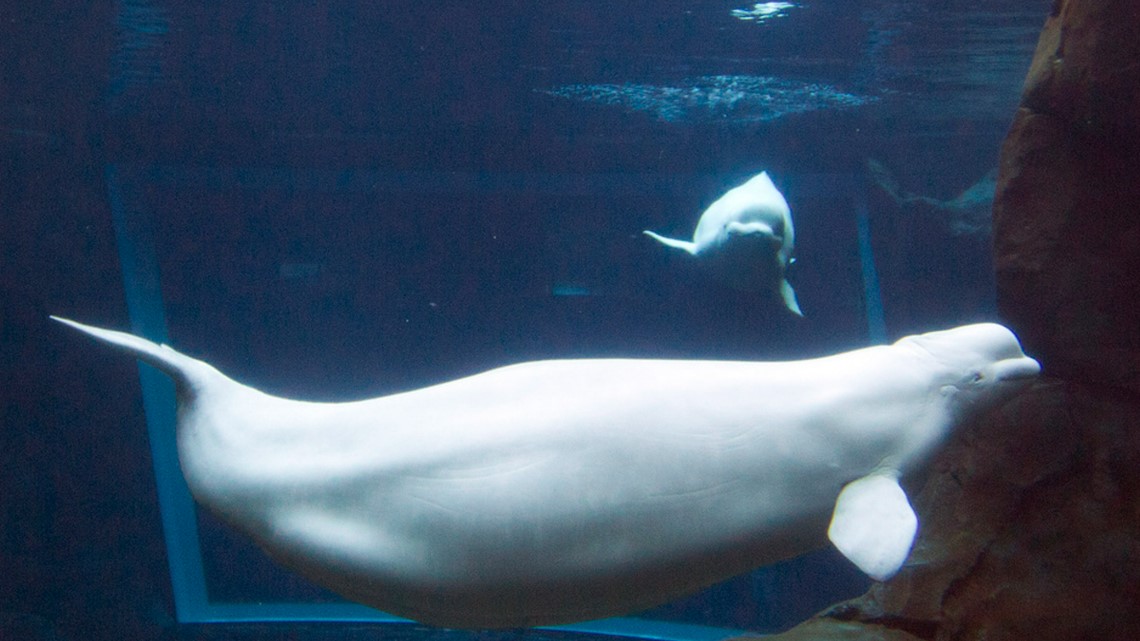 'Russian spy' whale found dead off Norwegian coast | wnep.com