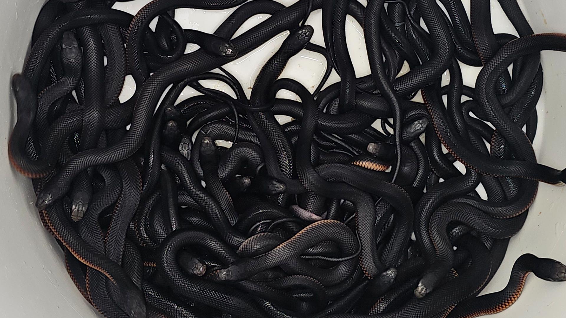 Sydney man finds over 100 venomous snakes in backyard mulch | fox43.com