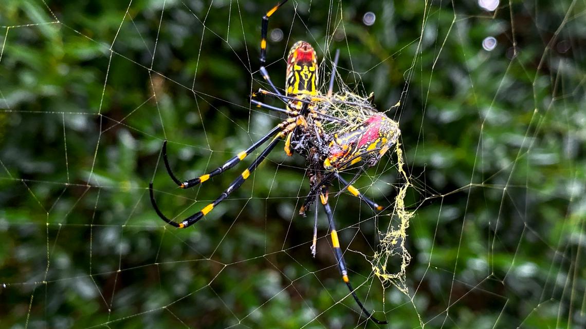 Here's what experts think about invasive Joro spiders | wthr.com