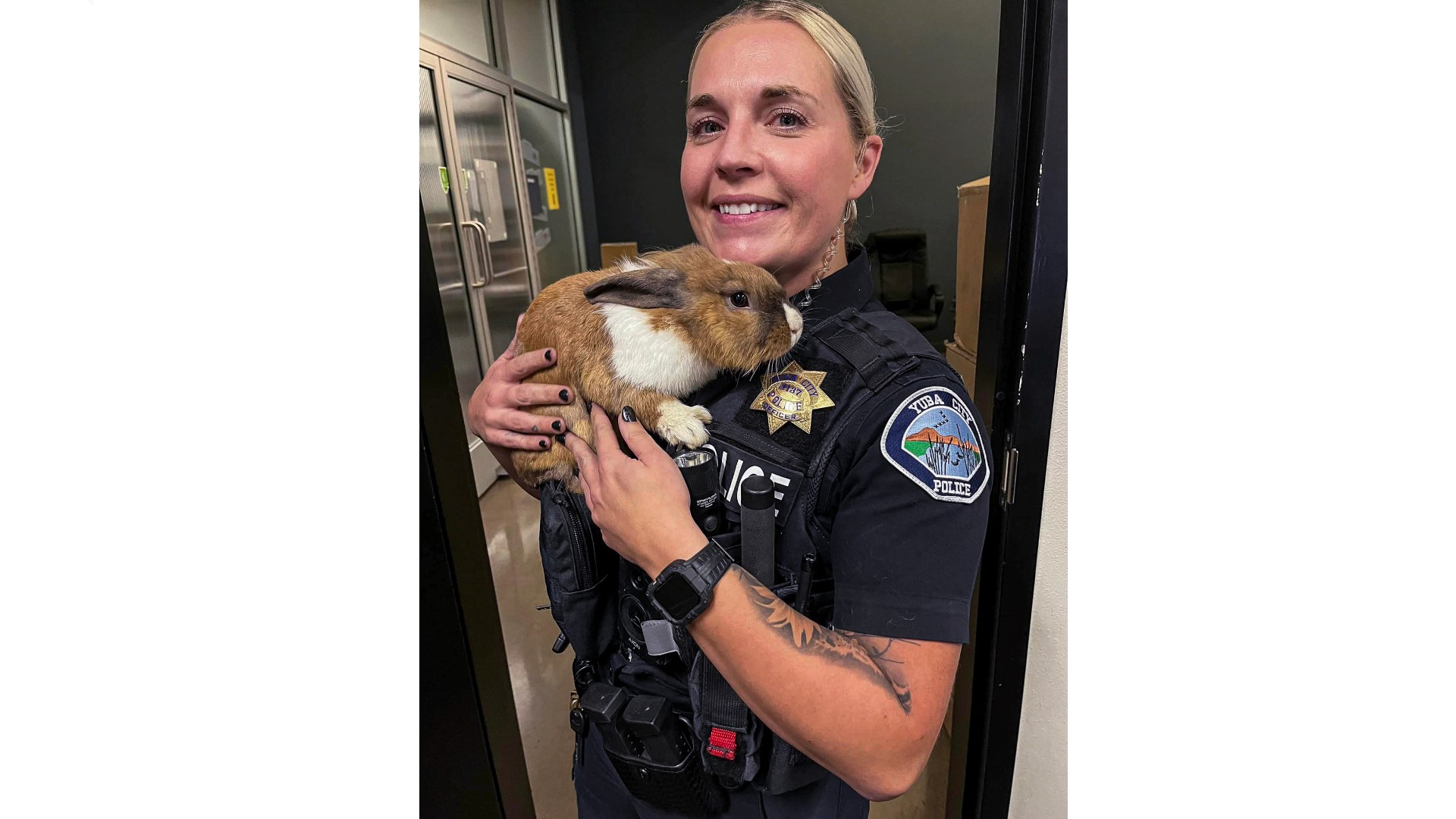 Police bunny joins Yuma City, California police department | wthr.com