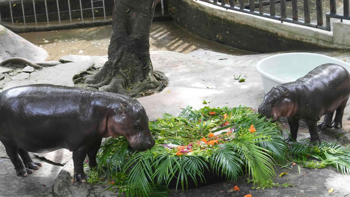 Baby hippo Moo Deng turns 1 as fans flock to celebrate | rocketcitynow.com