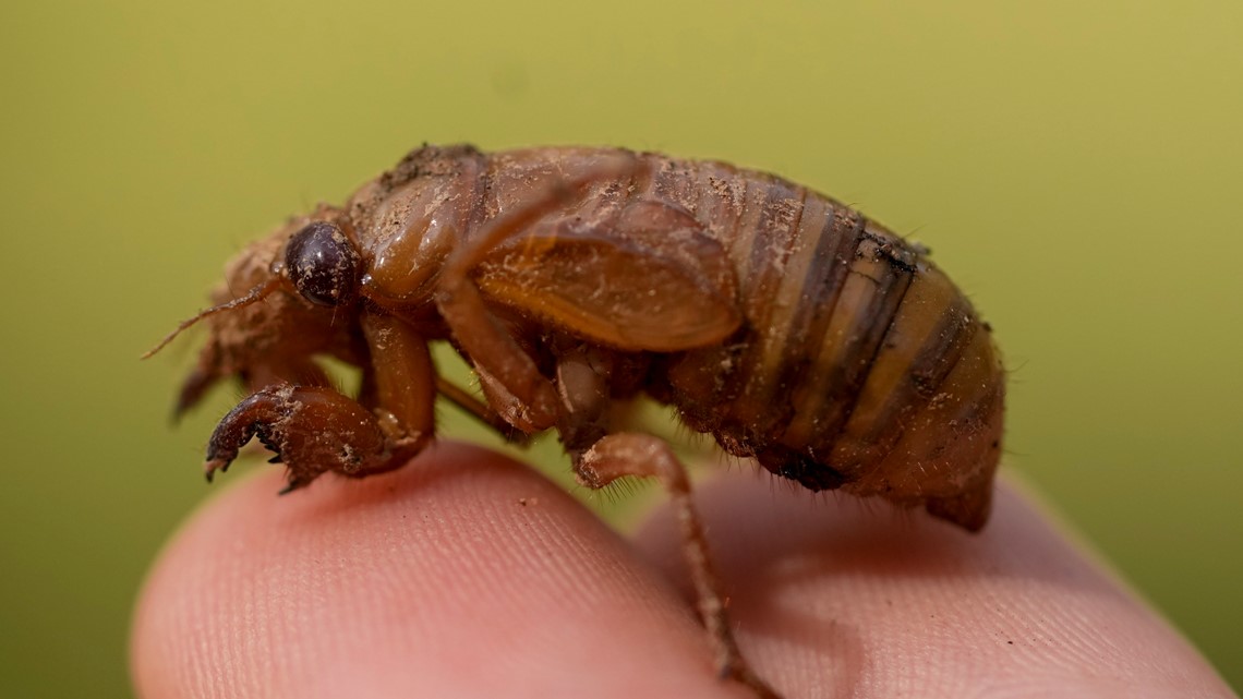Cicada invasion: Trillions of cicadas will swarm US this spring | wnep.com