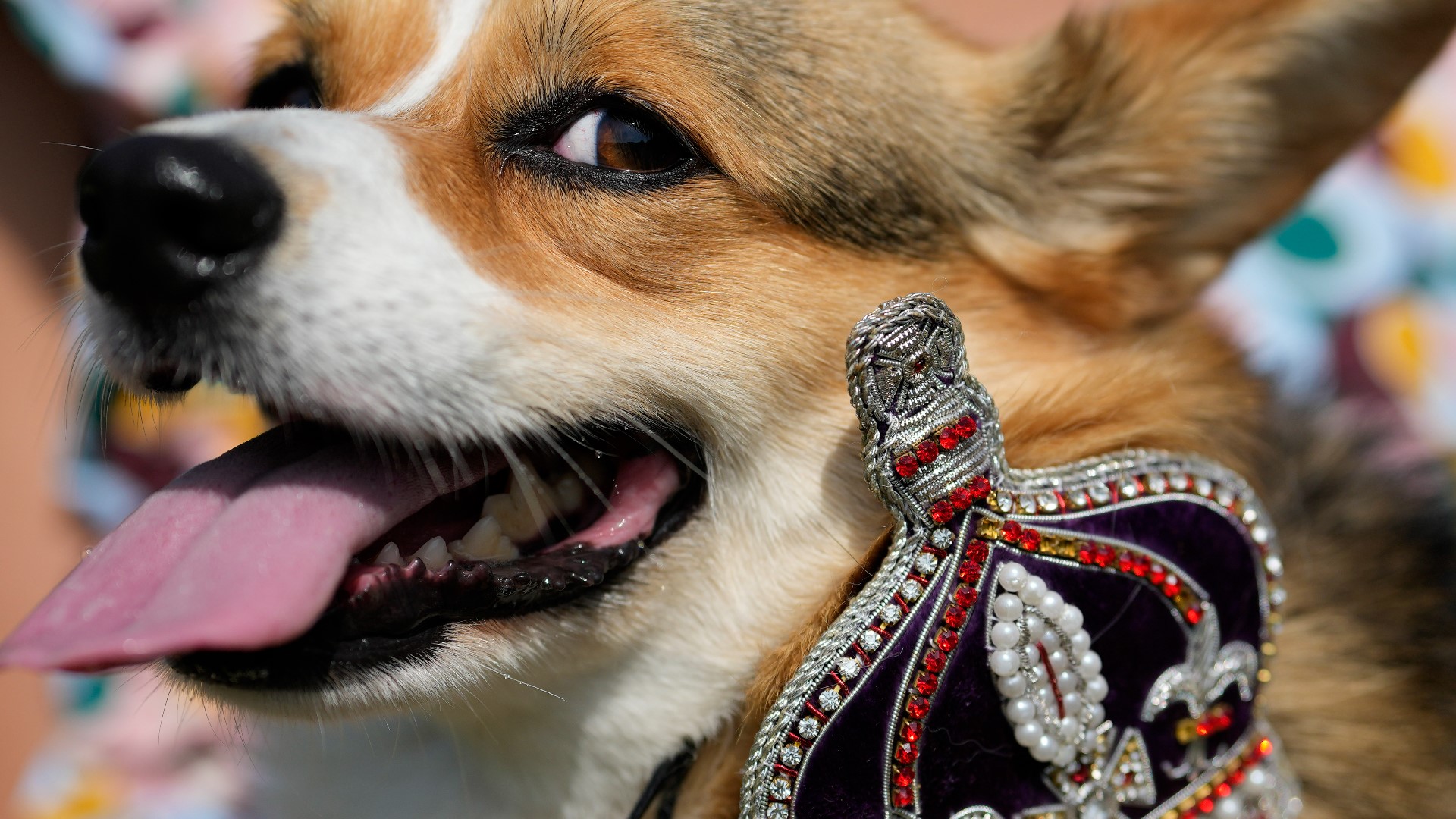 Corgi parade outside Buckingham Palace honors Queen Elizabeth II | wnep.com