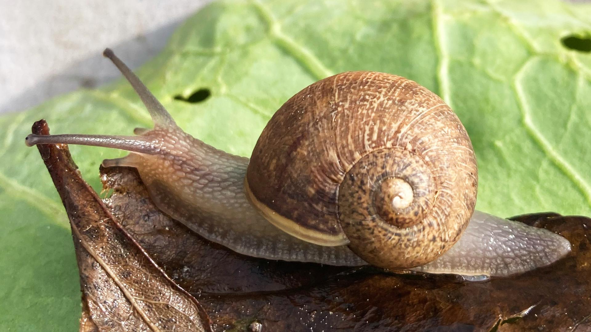 Uncommon Snail Ned Seeks Love in New Zealand | wthr.com