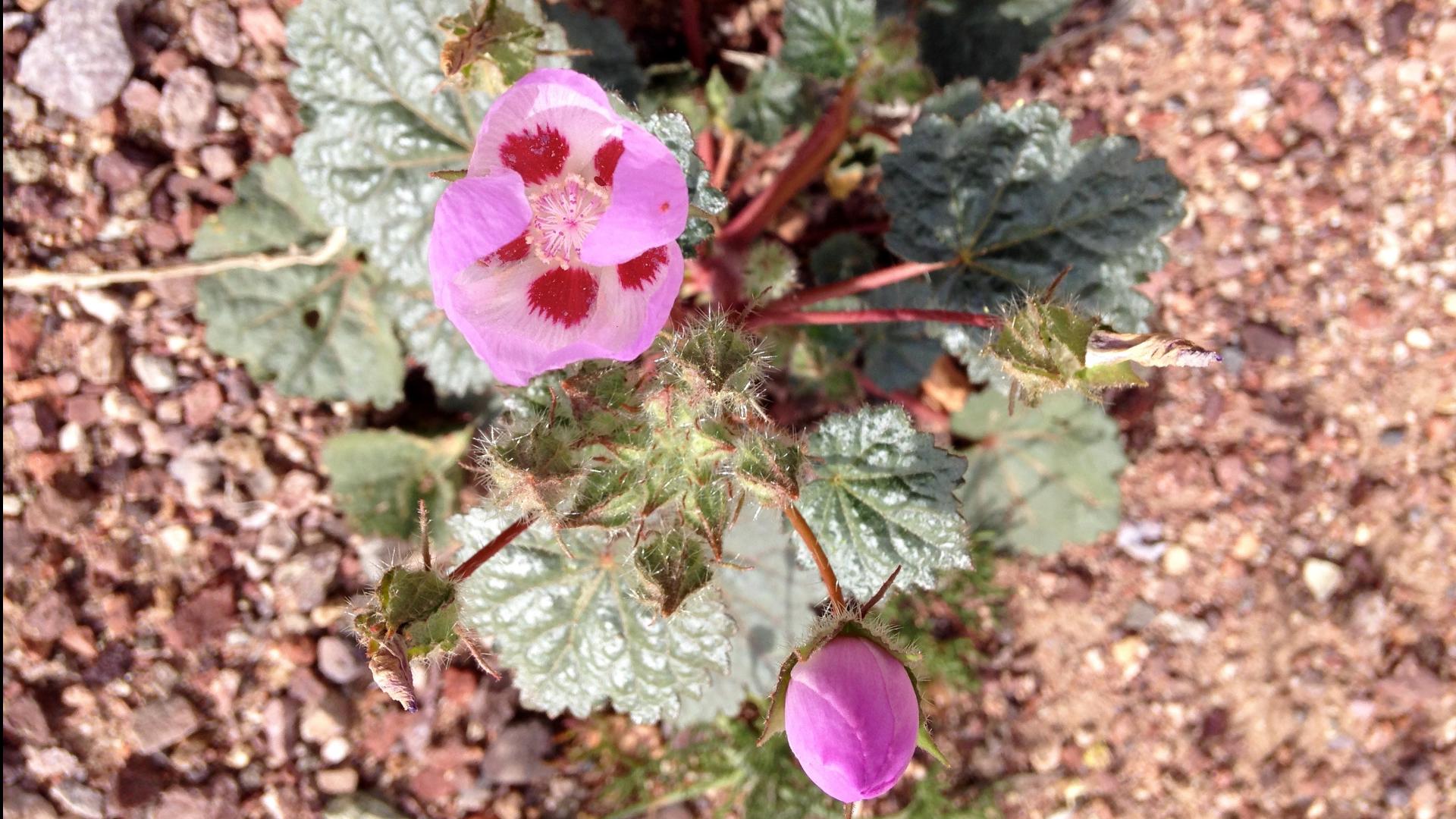 Death Valley is bursting with life during a rare wildflower superbloom ...