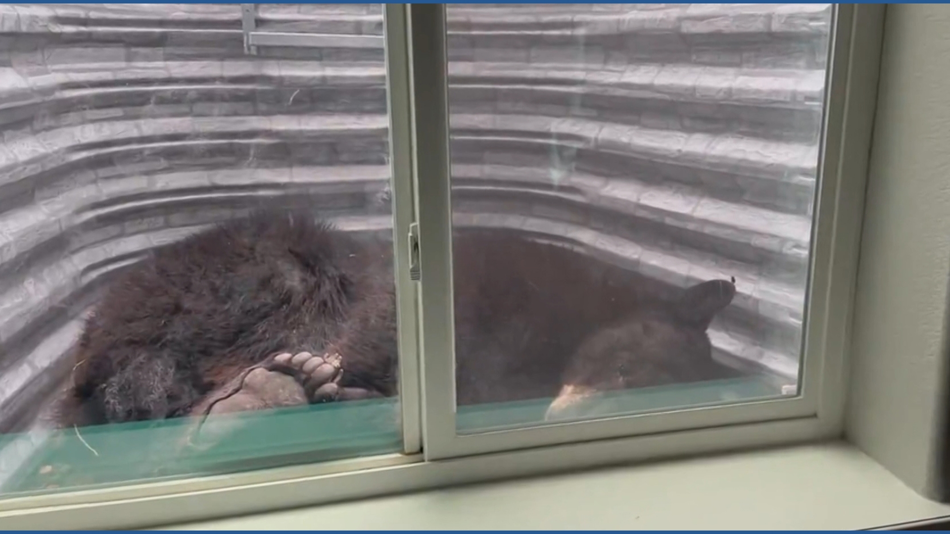 Black bear rescued after getting trapped in basement window well | wnep.com