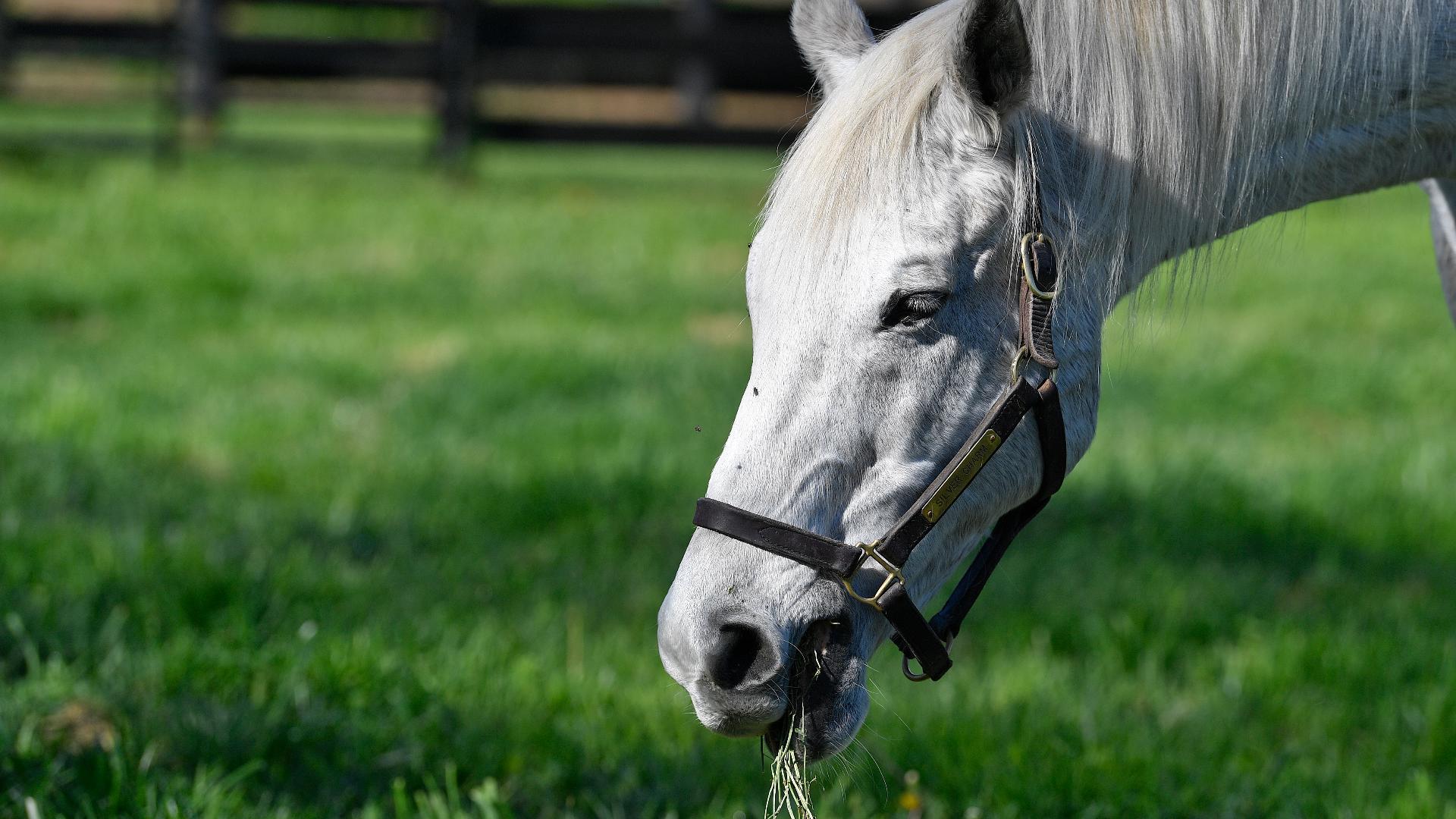 Oldest Derby-winning horse Silver Charm thriving in retirement | wthr.com