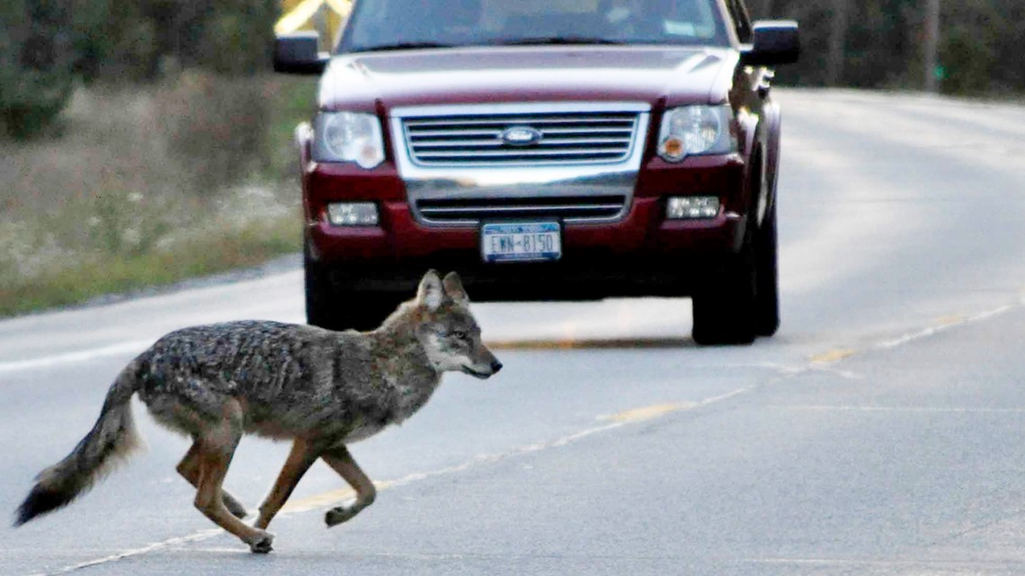 Are there wolves in the Northeast region? | 10tv.com