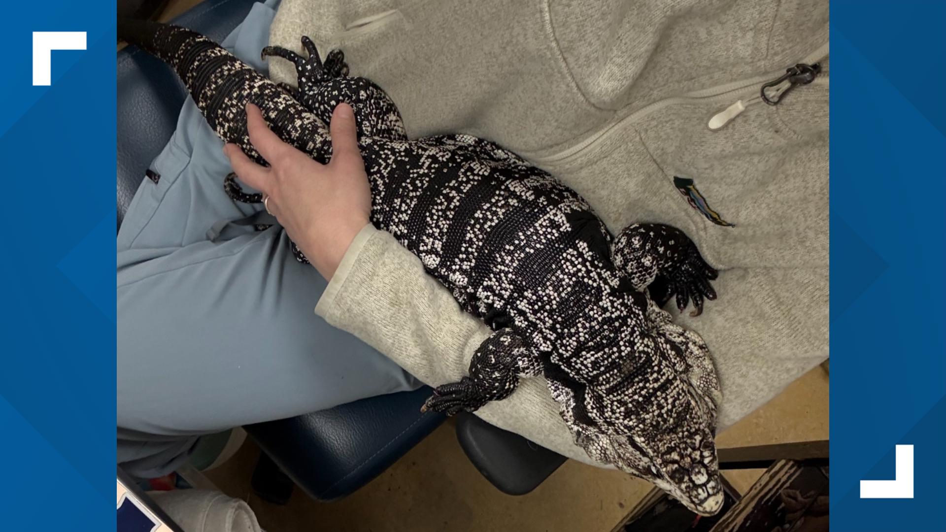 Rhode Island man finds large lizard buried in snow after storm ...