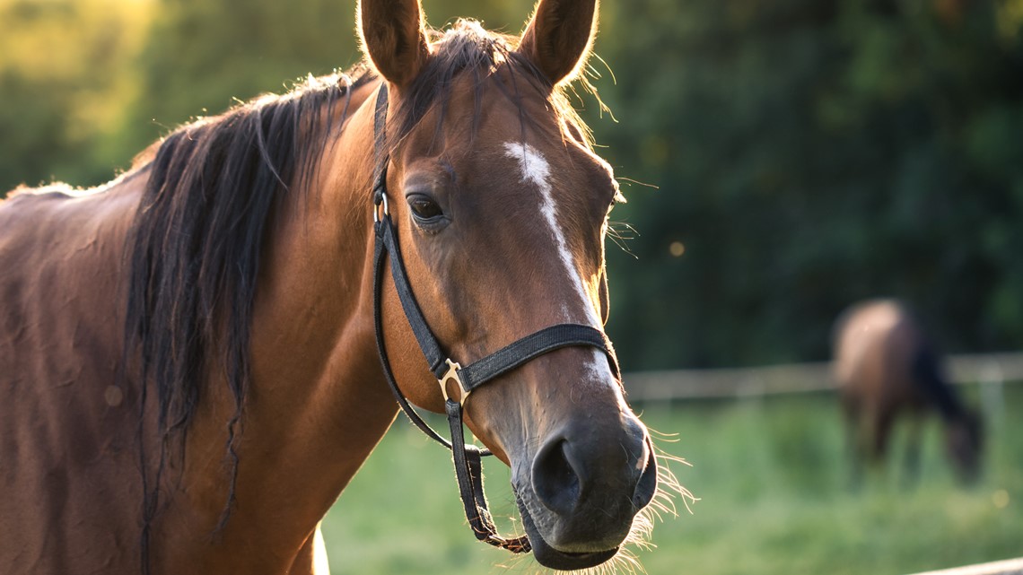Horse infected with EEE in Connecticut: State researcher | fox61.com