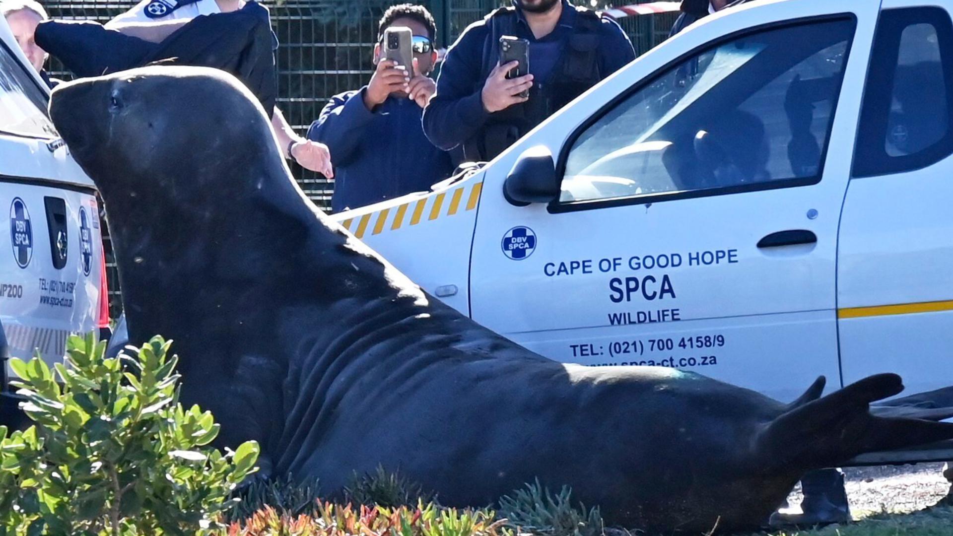 South Africa rescues wandering elephant seal near Cape Town | wqad.com