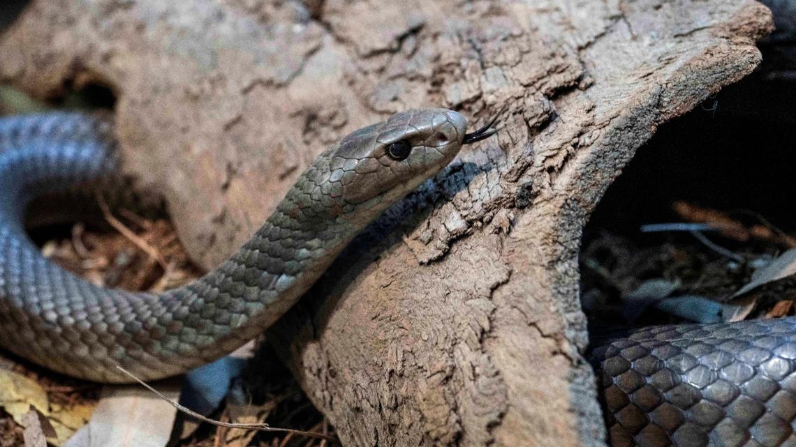 Australian boy told to ‘sleep it off’ died from snakebite, officials ...