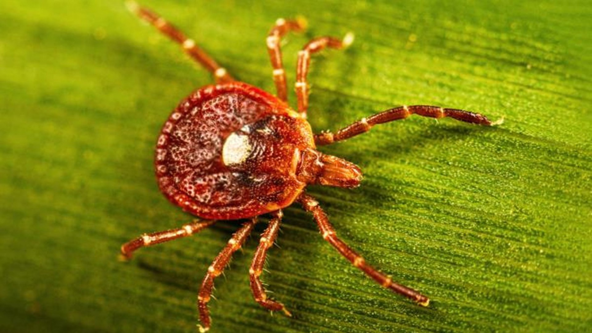First death linked to meat allergy caused by tick bites | fox43.com