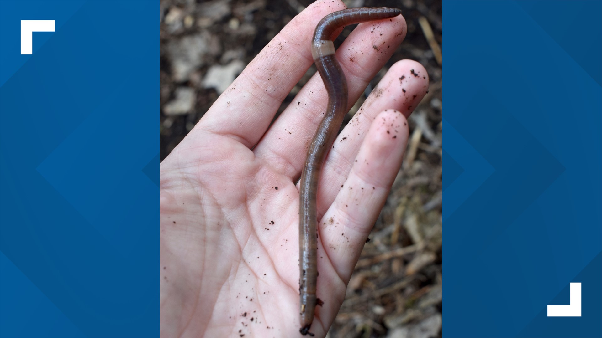 Jumping worm: Next invasive garden threat hard to spot | wnep.com