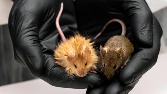 Scientists genetically engineer 'woolly mice' | fox43.com