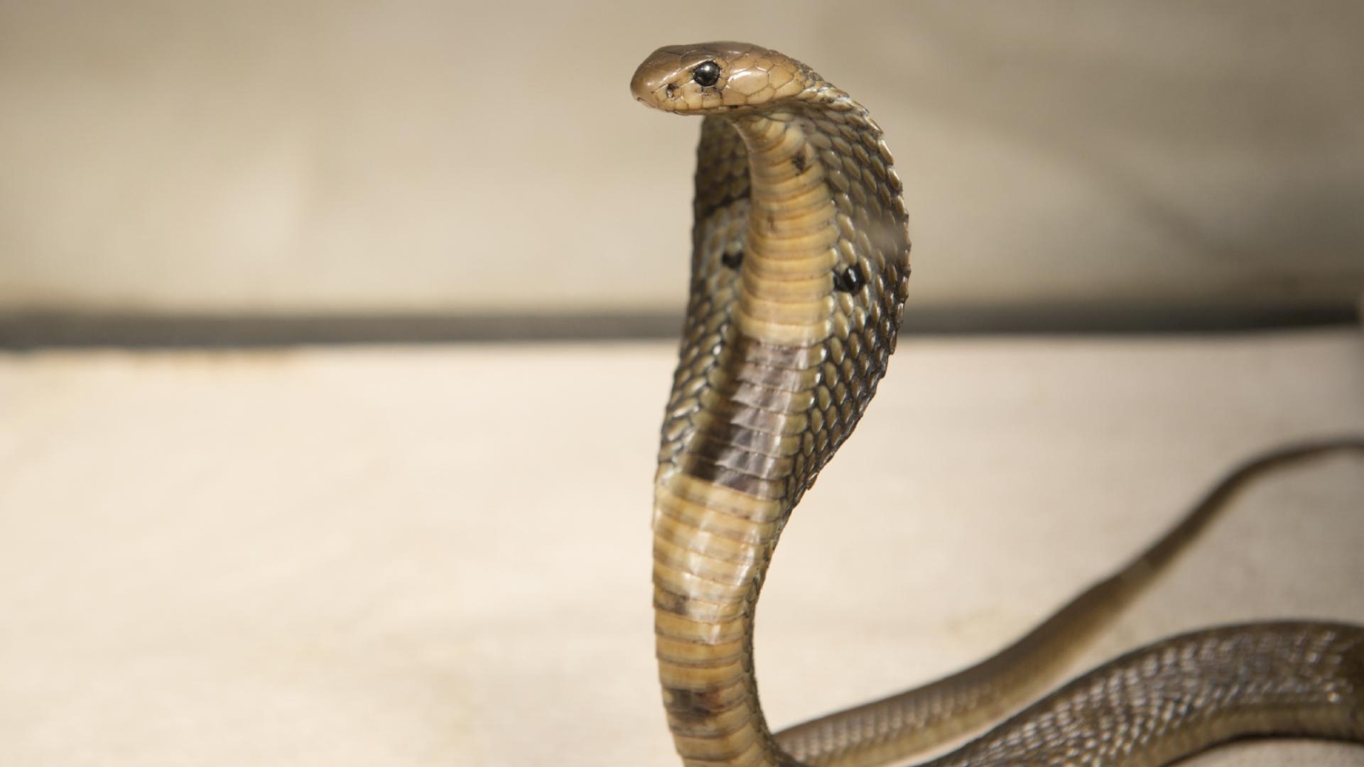 Tourist dies after being bitten during snake-charming show in Egypt ...