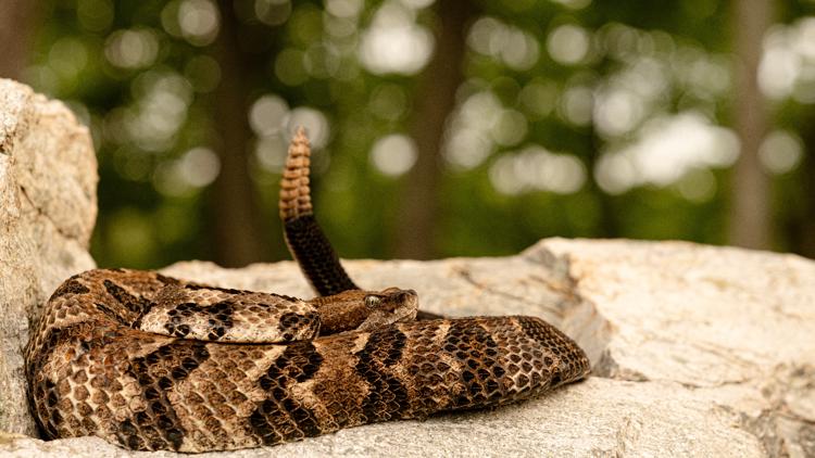 Hiker dies after venomous snake bite, Tennessee park officials say | wthr.com