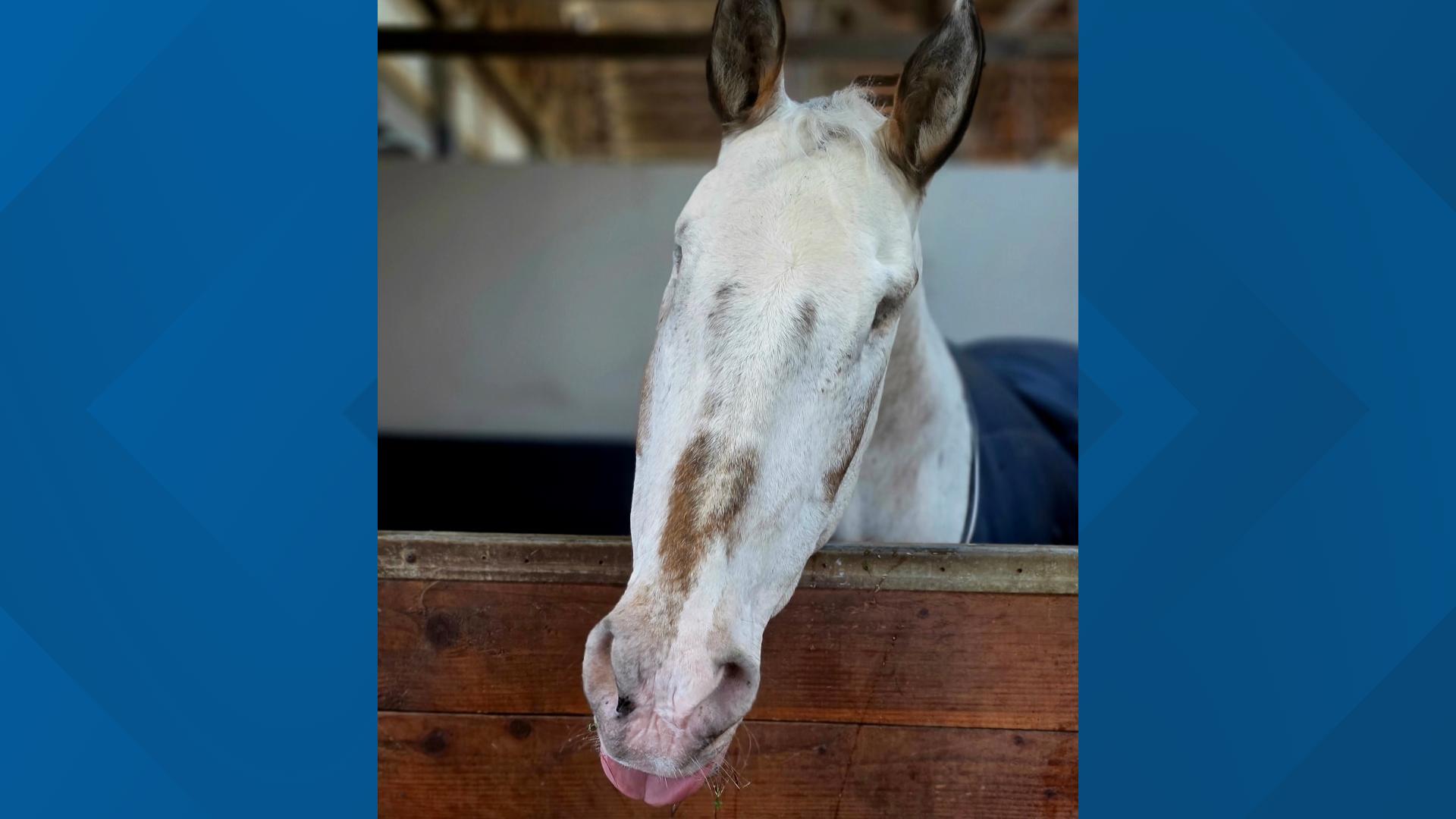 Endo the record-holding, eyeless horse, dies at 26 | wnep.com