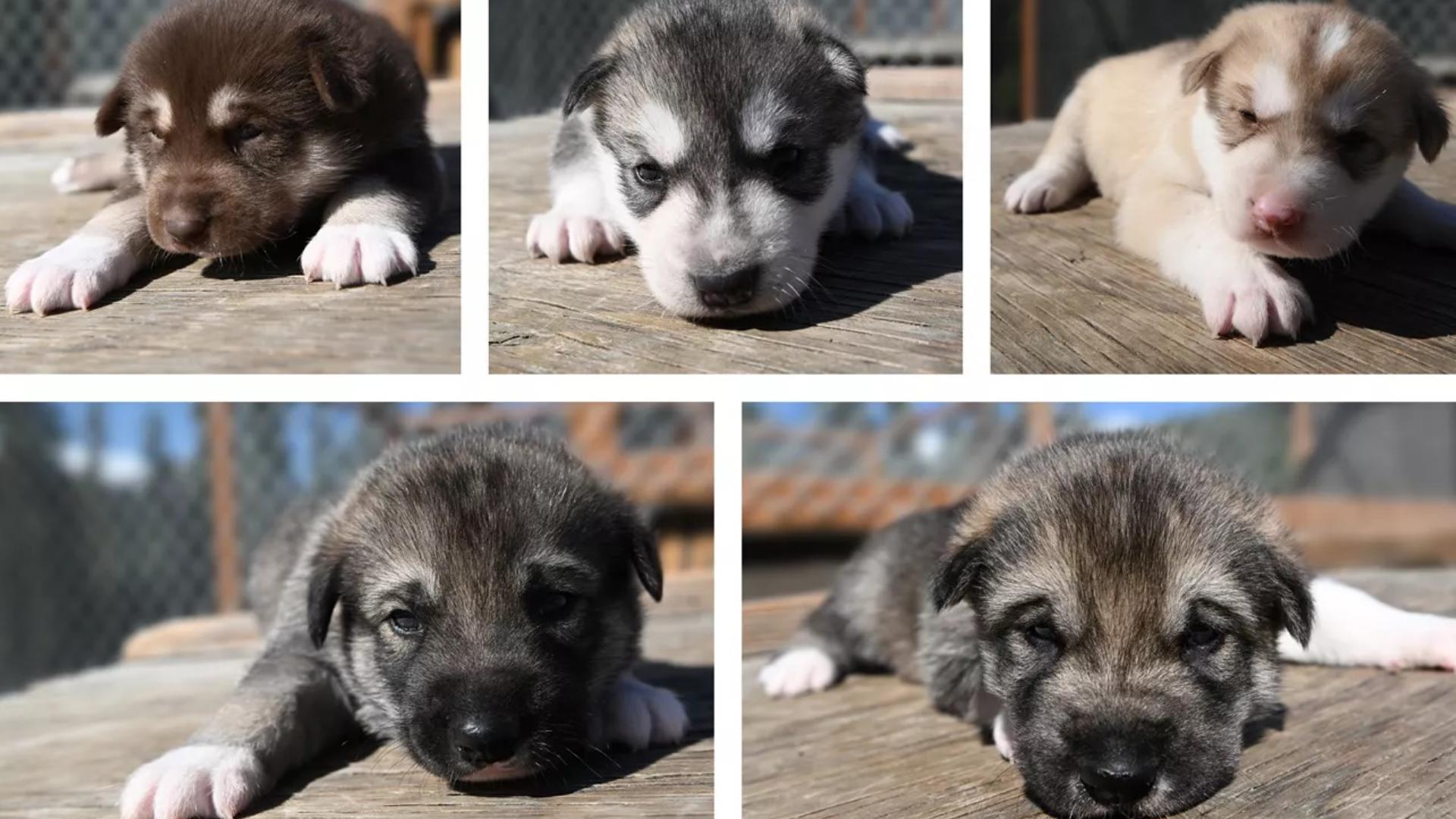 Denali's sled dog puppies debut on live Puppy Cam | rocketcitynow.com