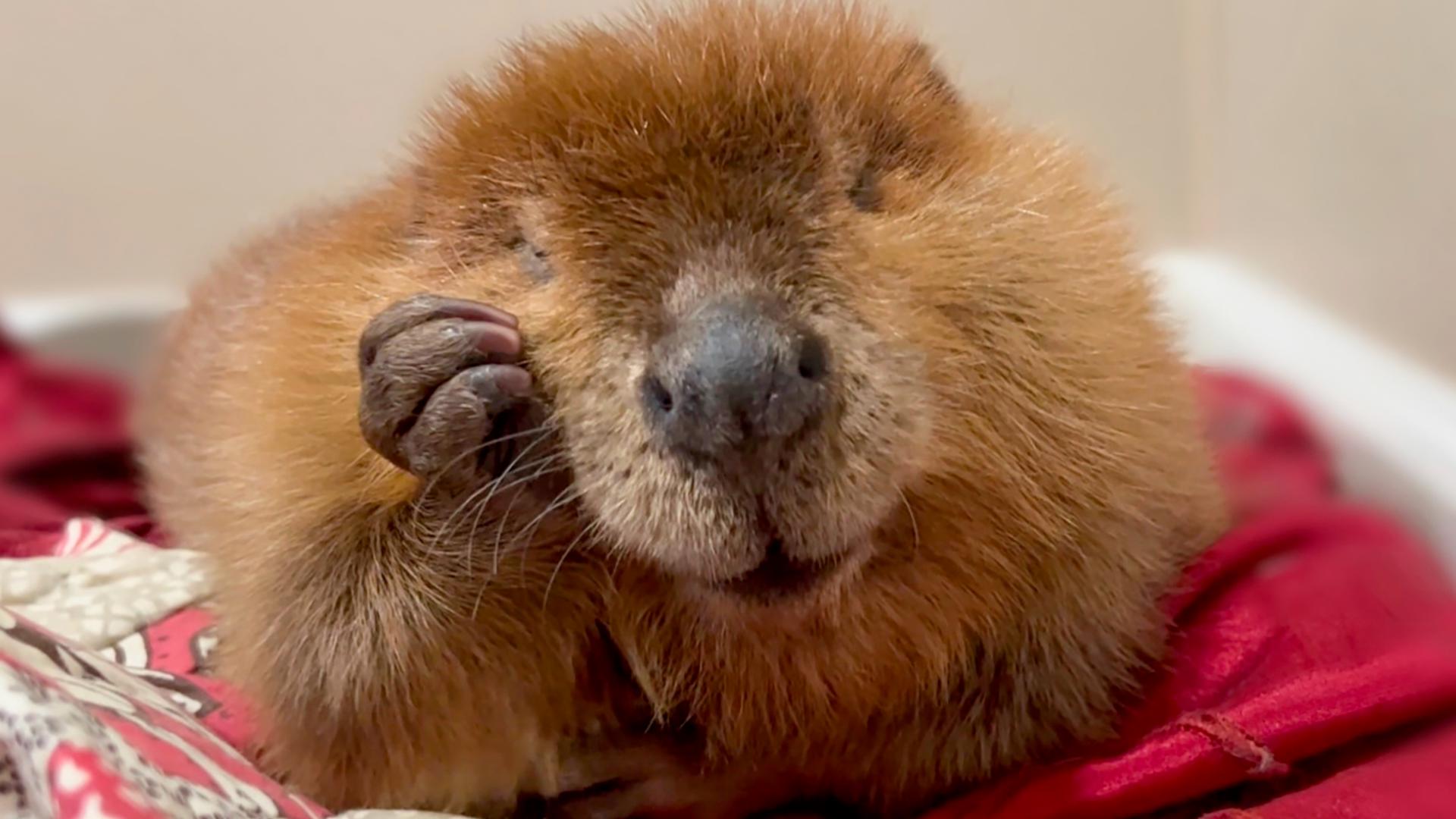 Nibi the beaver's fate in court as rescuers try to stop release | wthr.com