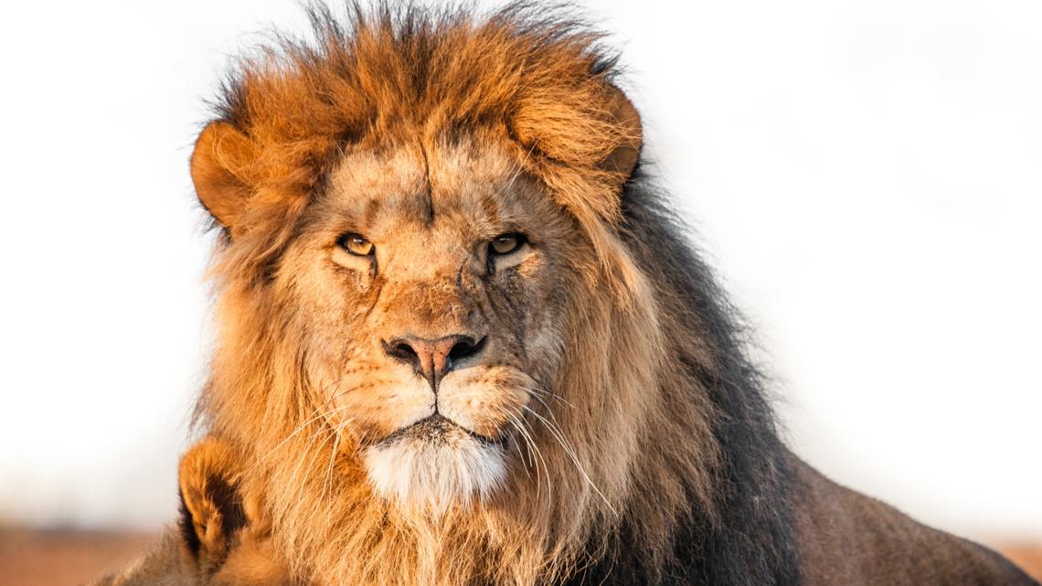 Woman injured in Australian zoo lion attack | wthr.com