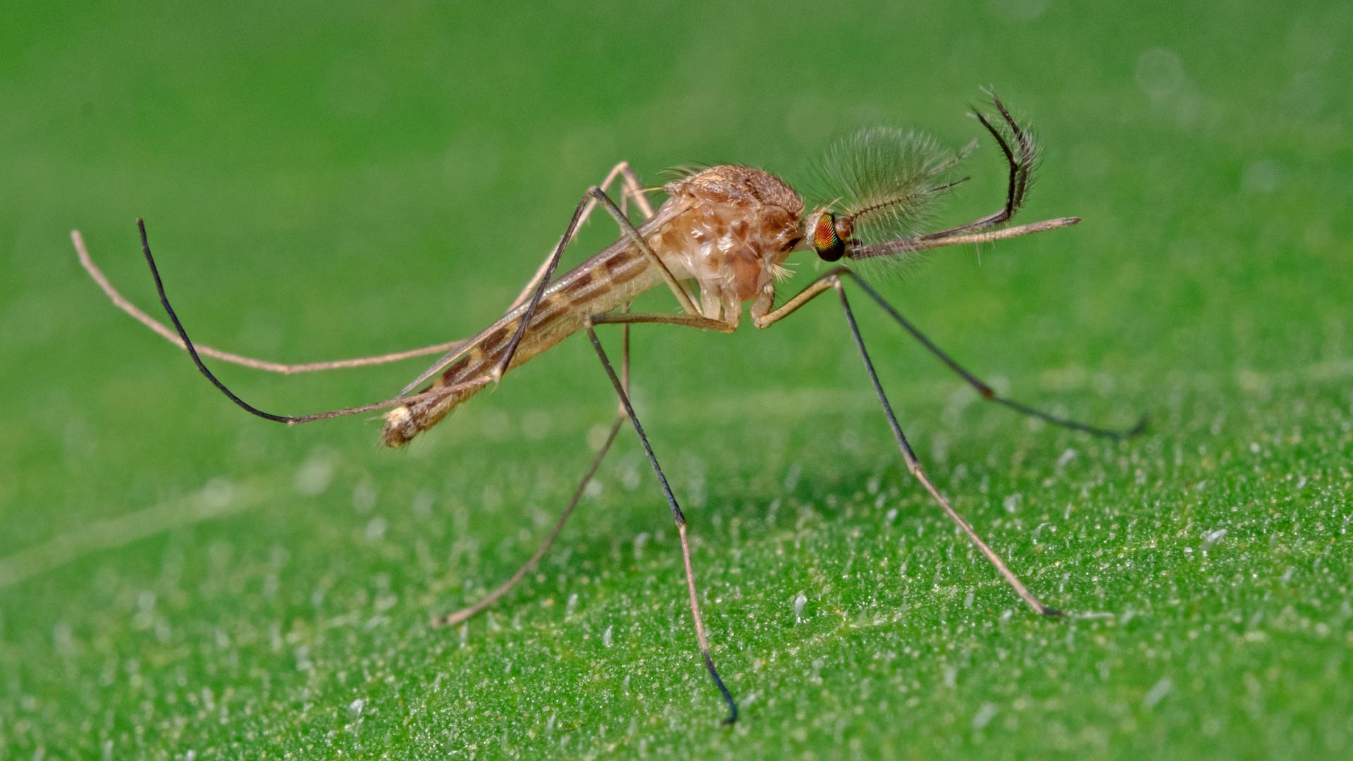 First wild mosquitoes found in Iceland | wthr.com