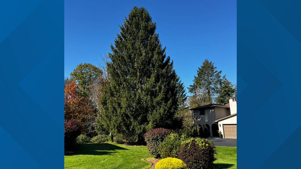 80-foot Norway spruce in New York picked for Rockefeller Center | 10tv.com