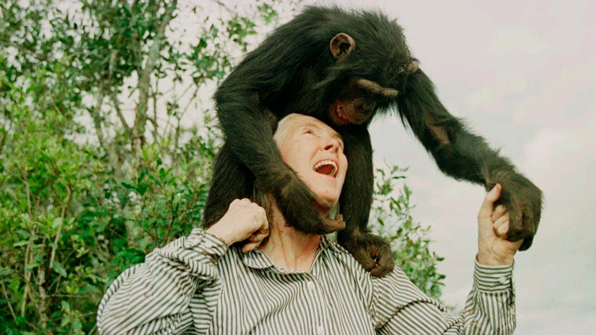 Jane Goodall dies of natural causes at 91 | wnep.com