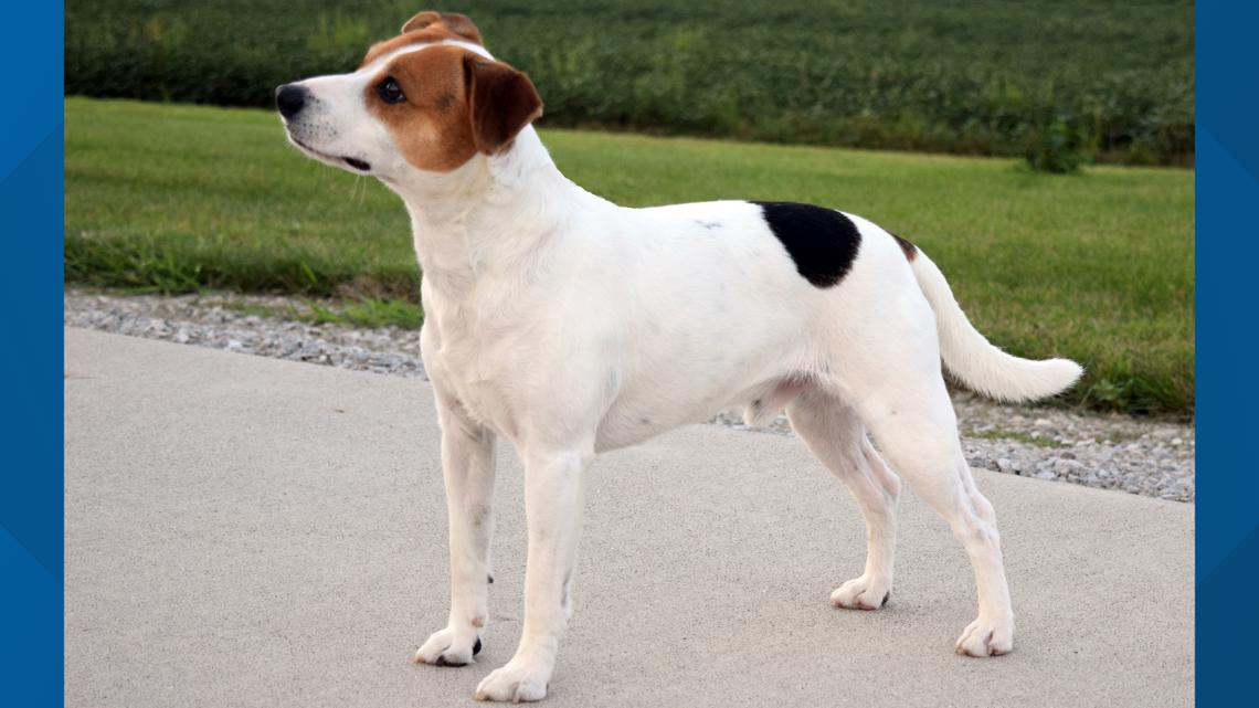 Meet the Danish-Swedish farmdog: Newest breed in American Kennel Club's ...