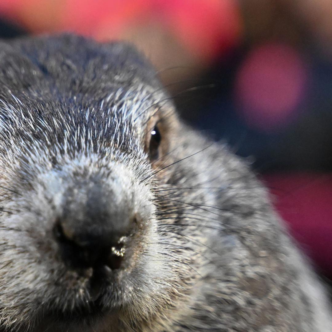 Groundhog Day 2026: Did Punxsutawney Phil see his shadow? | fox43.com