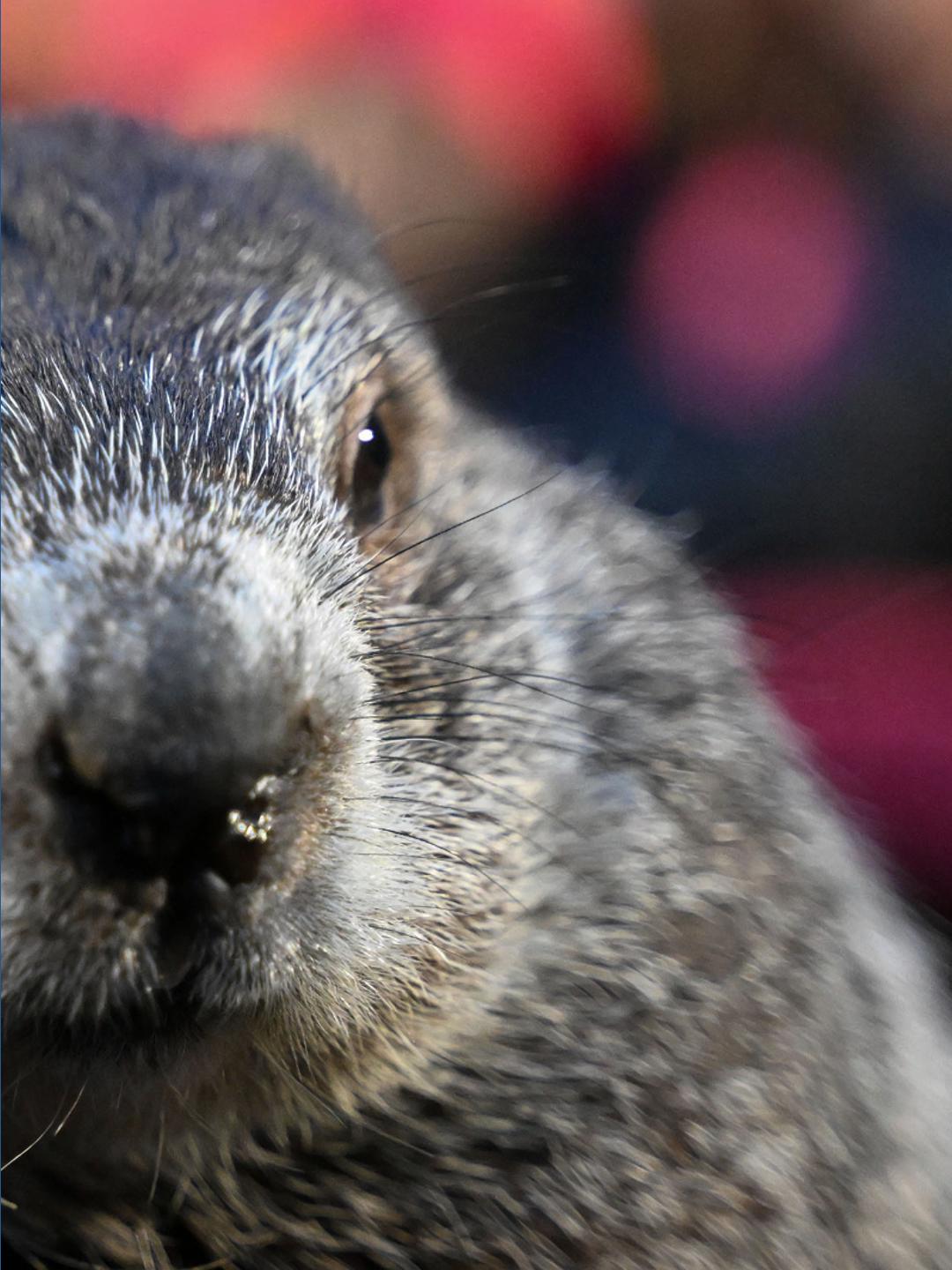 Groundhog Day 2026: Did Punxsutawney Phil see his shadow? | 10tv.com