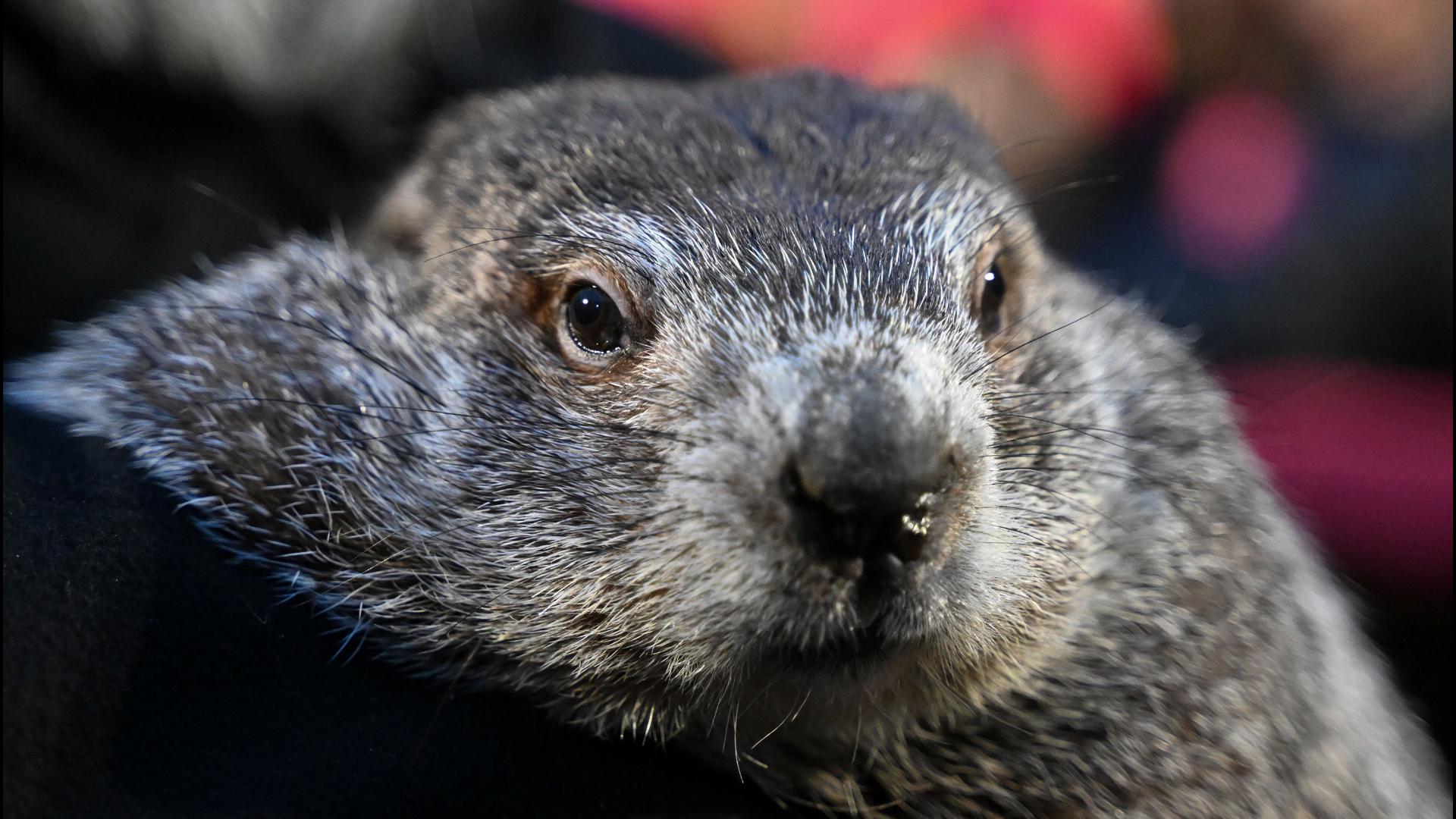 Groundhog Day 2026: Did Punxsutawney Phil see his shadow? | 10tv.com