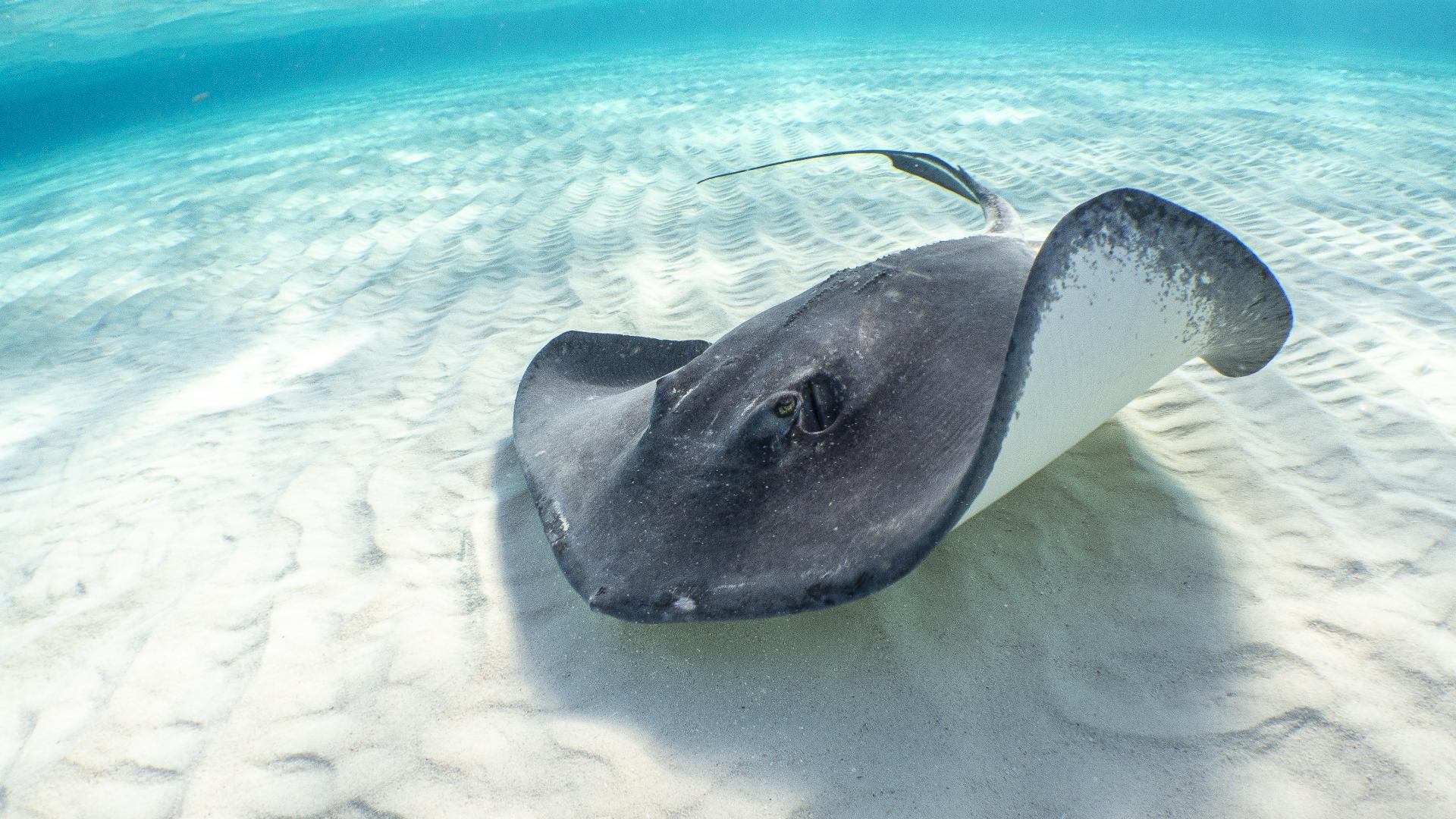 Shark and stingray face off near Panama City Beach shore | fox61.com